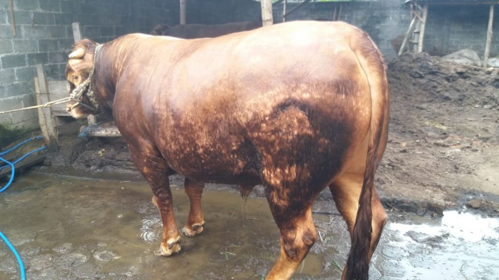 Sapi Limosin Bantuan Pemkab Malang Berat 824 Kg