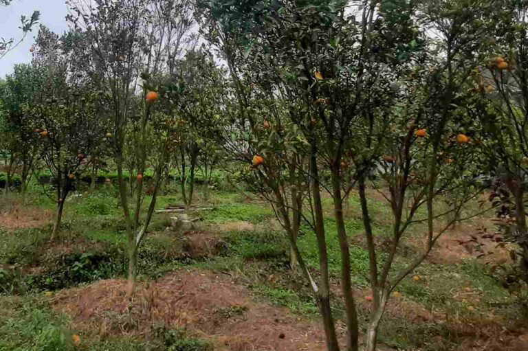 Petani Jeruk di Batu Gunakan Cara Tradisional Tangkal Hama Lalat Buah