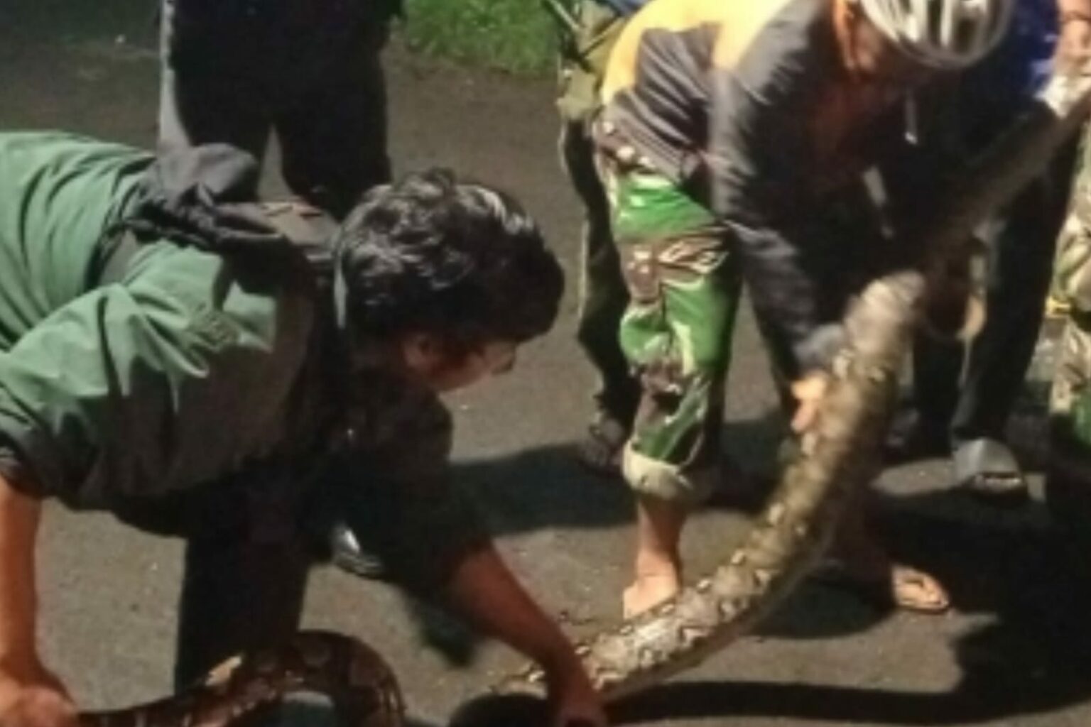 Warga Sulfat Digegerkan Kemunculan Ular Piton Sepanjang 4,5 Meter ...